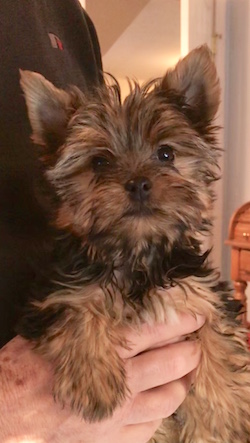 Puppies For Sale - Toybox Yorkies